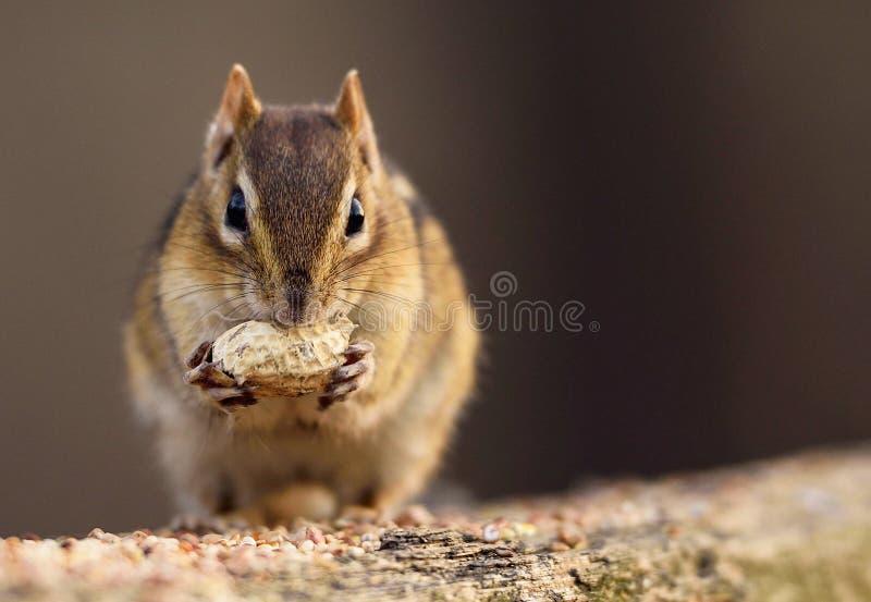 Squirrel is Eating a Peanut. Stock Photo - Image of petfood, eating ...
