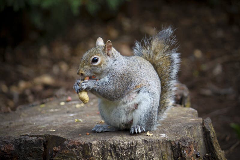 Squirrel eating peanuts stock image. Image of peanut - 21803643