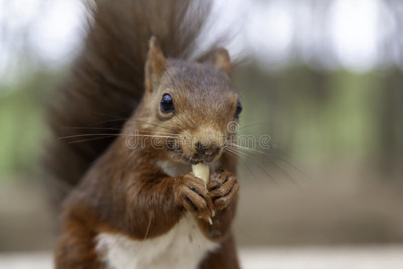 Squirrel eating peanuts stock image. Image of feeding - 224248187