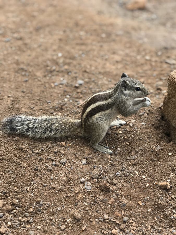 Squirrel eating peanuts stock photo. Image of running - 201901114