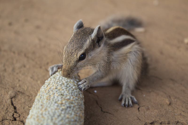 Squirrel Eating a Piece of Millet Seeds Stock Image - Image of autumn ...