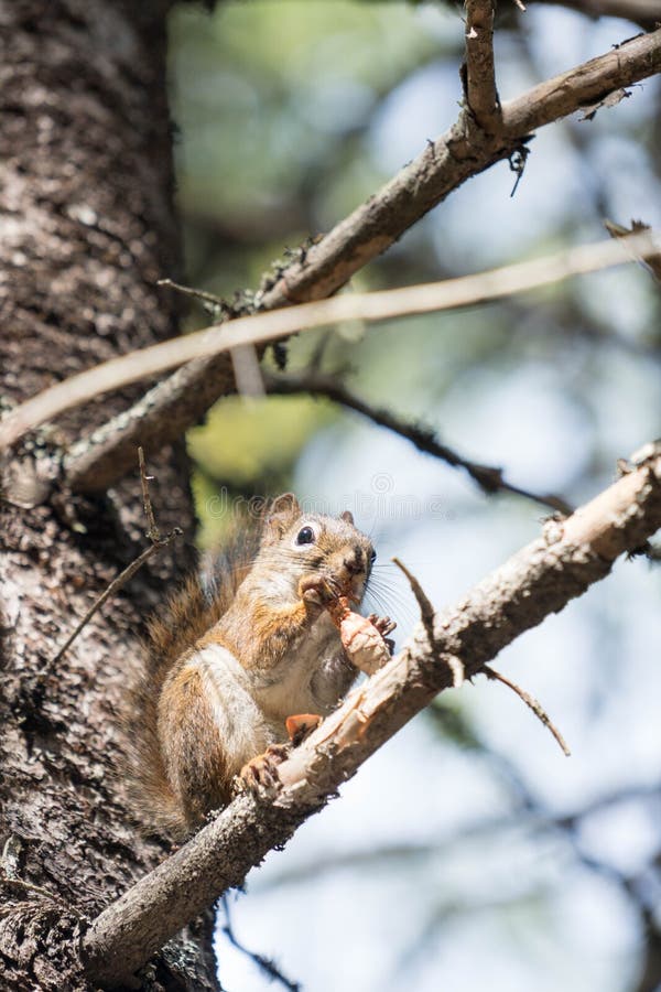 Squirrel Eating a Pine Cone Stock Image - Image of cone, brown: 80640639