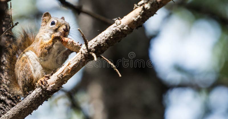 Squirrel Eating a Pine Cone Stock Photo - Image of food, niger: 80640920