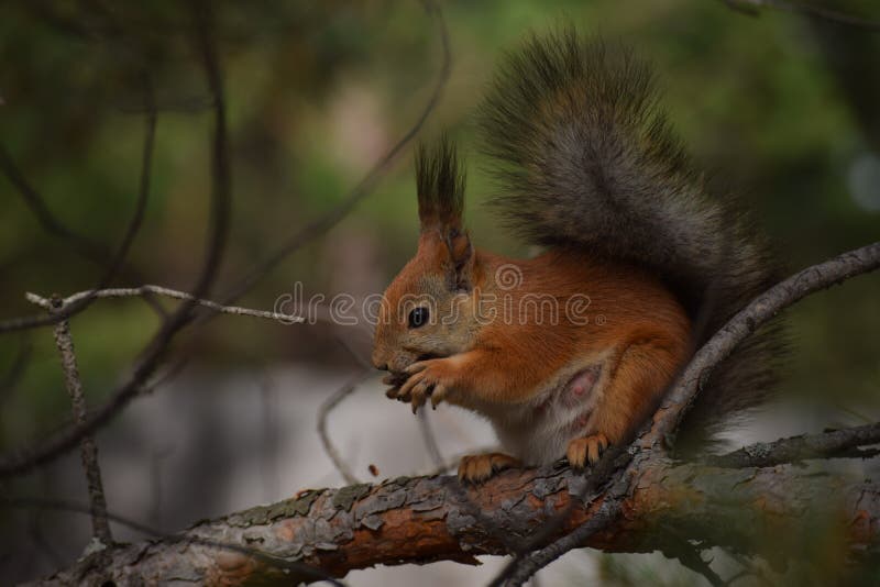 Squirrel Eating Pine Cone on a Tree in Autumn Forest Stock Photo ...