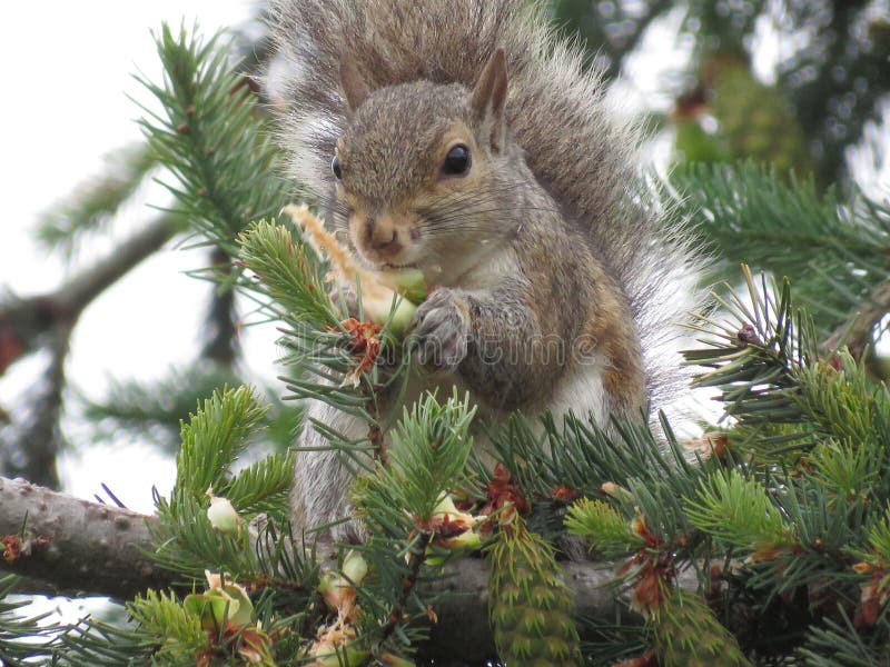 A Squirrel Eating a Pine on the Tree Stock Photo - Image of wildlife ...
