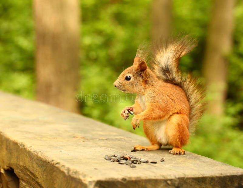 Squirrel Eating Seeds on the Bench Stock Image - Image of friend, good ...