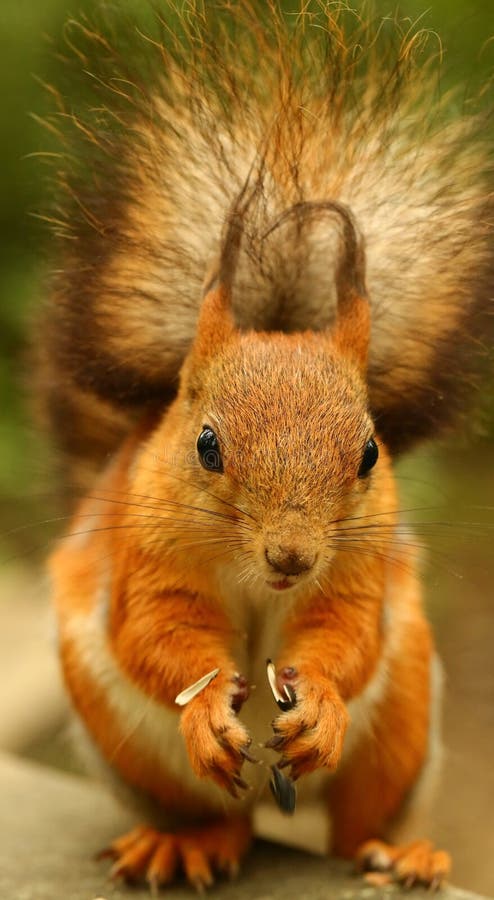 Squirrel Eating Seeds on the Bench Stock Image - Image of female, blur ...