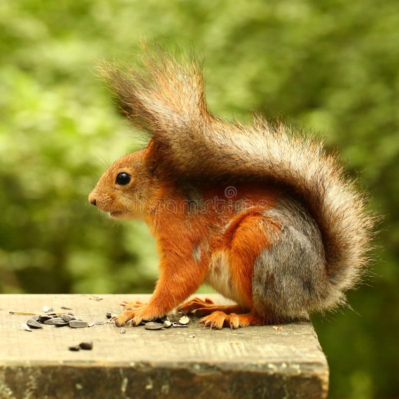 Squirrel Eating Seeds on the Bench Stock Image - Image of healthy ...