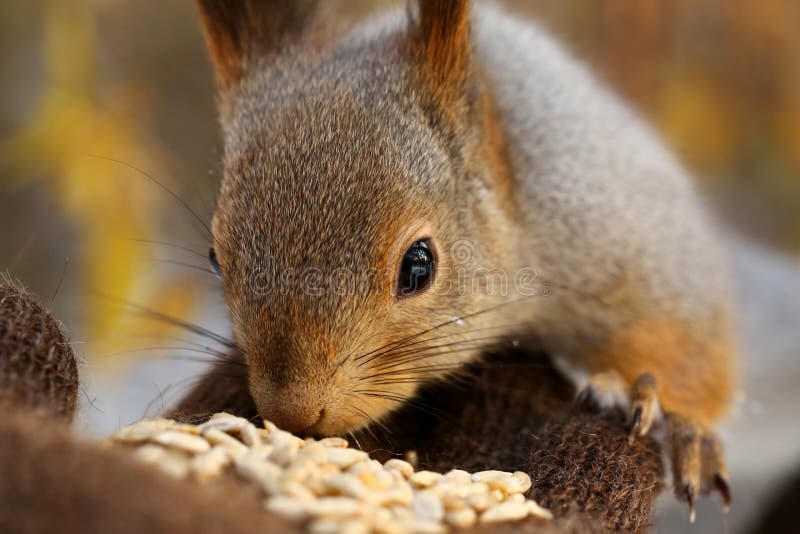 Squirrel eating seeds stock photo. Image of snow, seeds - 138190574