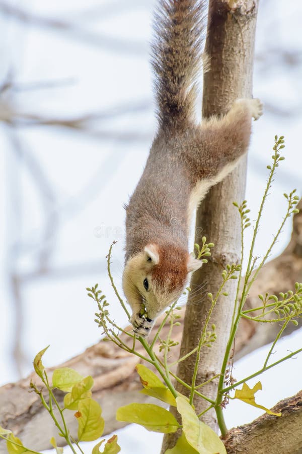 Squirrel Eating Seeds from the Tree Stock Photo - Image of sciurus ...