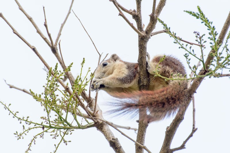 Squirrel Eating Seeds from the Tree Stock Photo - Image of cute, funny ...