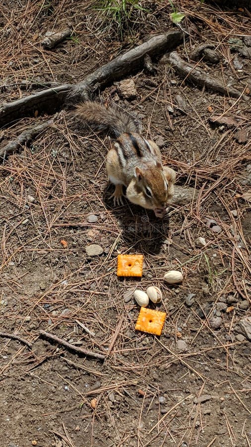 Snacks for squirrel stock photo. Image of snack, grass - 2050590