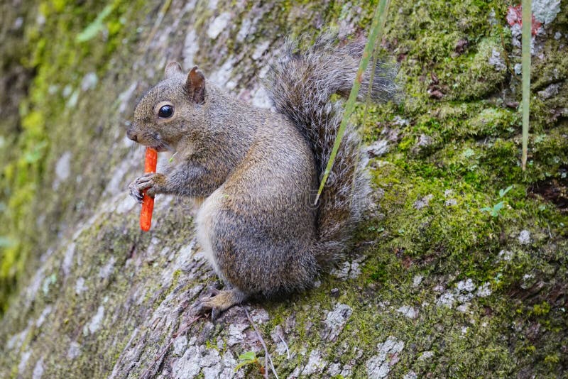 Squirrel is Eating Spicy Chips Stock Photo - Image of florida, hold ...
