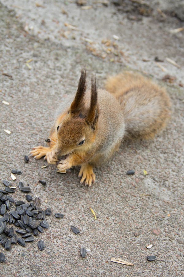Squirrel Eating Sunflower Seeds. Stock Photo - Image of ukraine, grey ...