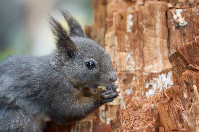 Squirrel eating on tree stock photo. Image of outdoors - 18945844