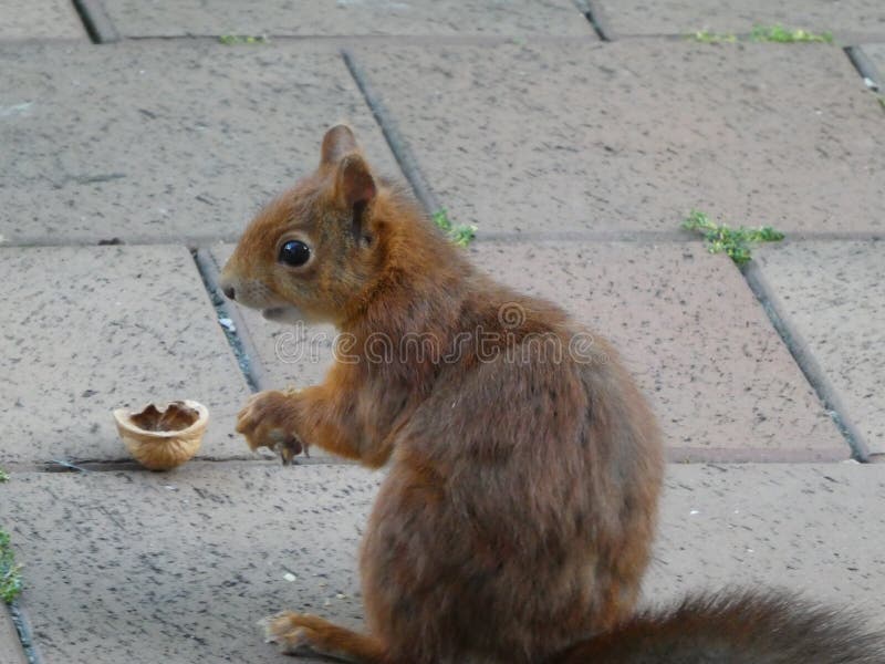 Squirrel eating a walnut stock image. Image of gerbil - 220580783