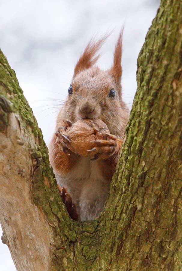 Squirrel with walnut stock photo. Image of eating, forest - 55188980