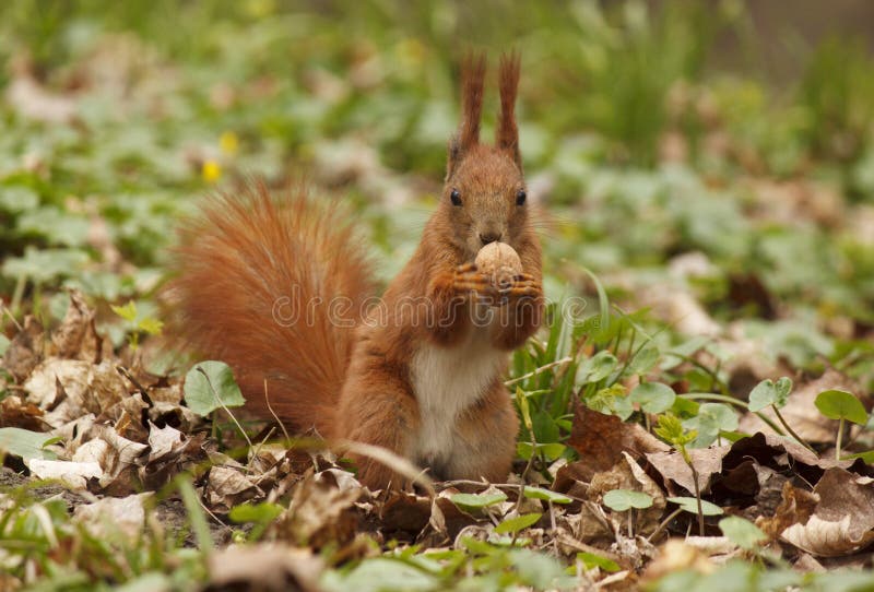 Squirrel with walnut stock photo. Image of eating, forest - 55188980