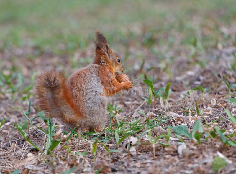 Squirrel with walnut stock photo. Image of eating, forest - 55188980