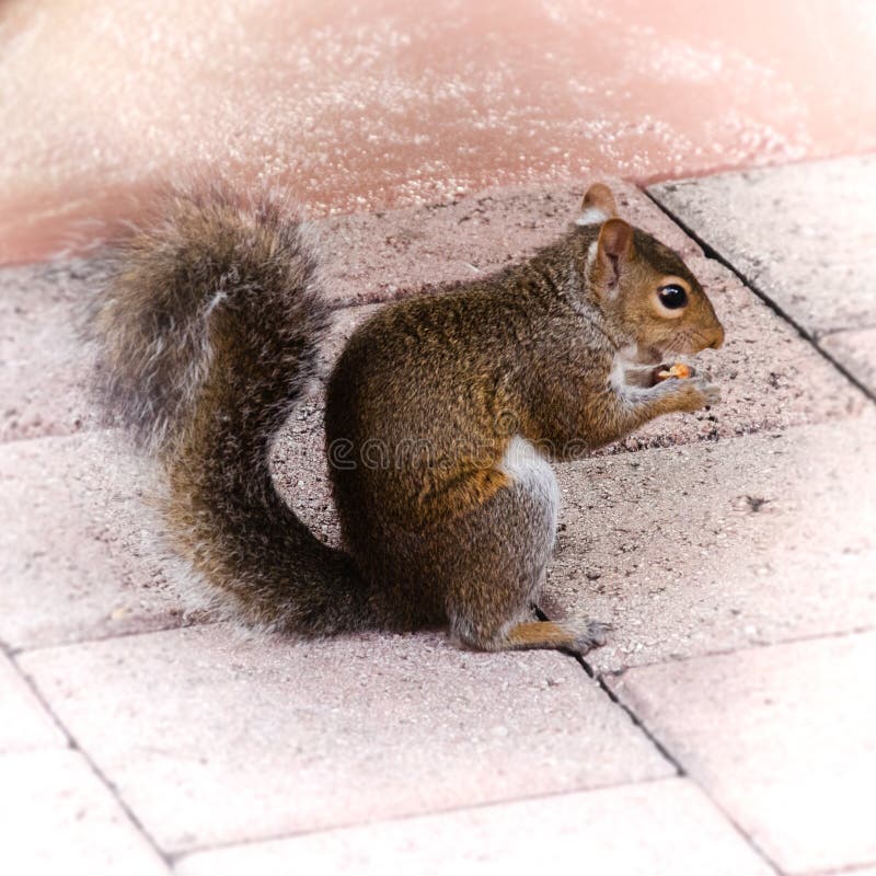 Squirrel Eating Walnut stock photo. Image of brown, animals - 130310308