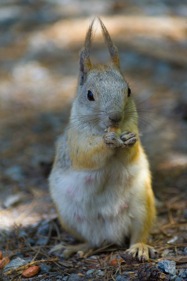 Squirrel Eating Walnut Peanuts, Front View, Vertical Photo Stock Photo ...