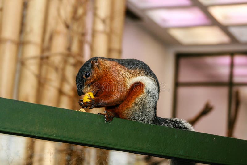 Squirrel Eats Fruit with a Large Plan Stock Photo - Image of ...