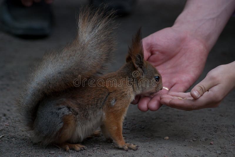 Squirrel eats from hand stock image. Image of branch - 130555915