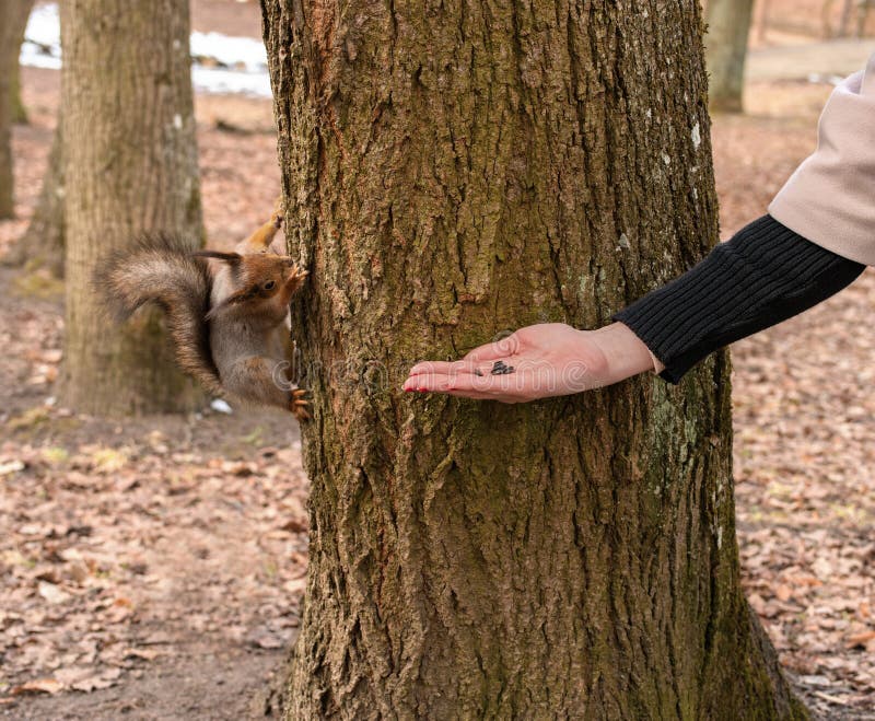 Squirrel Eats with His Hands. Spring in the Gatchina Park Stock Photo ...