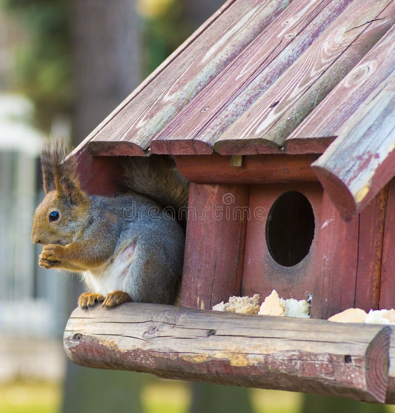 Squirrel eats in the house stock image. Image of mammals - 69782185