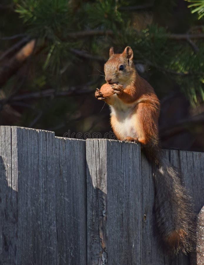 Squirrel Eats Nut on the Fence in the Garden Stock Photo - Image of ...