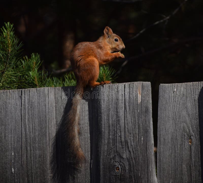 Squirrel Eats Nut on the Fence Stock Photo - Image of fence, forest ...