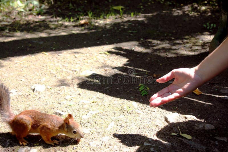 The Squirrel Eats the Nut from the Palm of His Hand in the Park. Wild ...