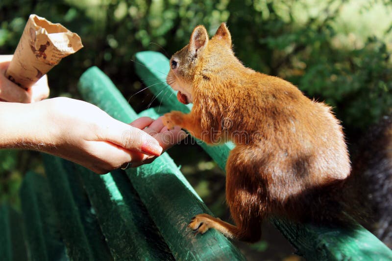 The Squirrel Eats the Nut from the Palm of His Hand in the Park. Wild ...