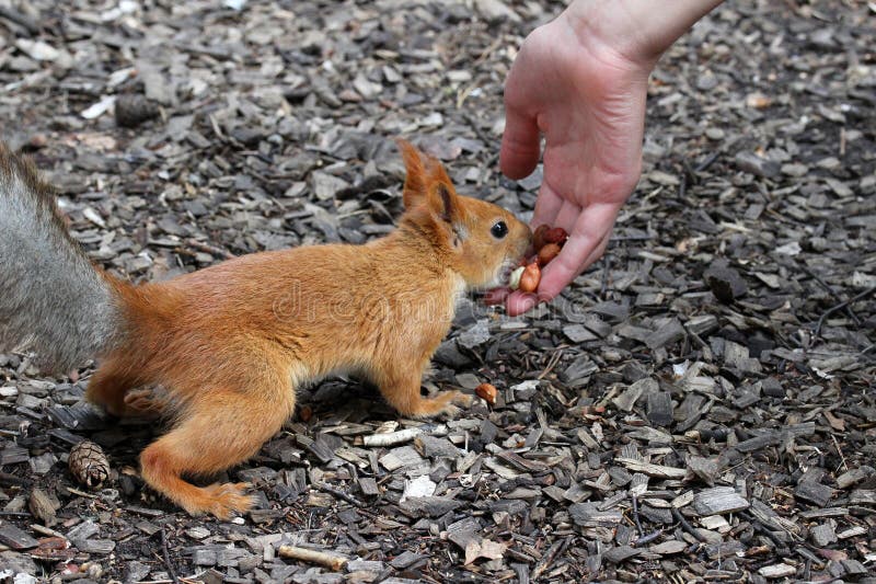 A Squirrel Eats Nuts from a Child S Hand Stock Photo - Image of animals ...