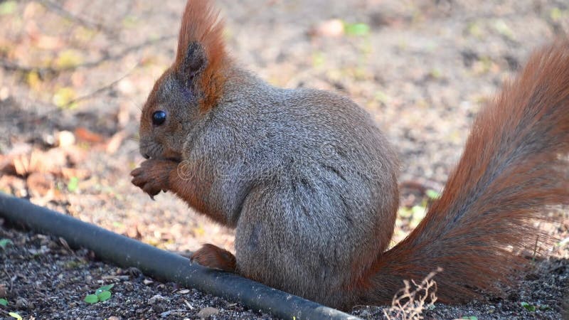 Squirrel Eats Nuts, Close-up. Animals in Nature Stock Footage - Video ...