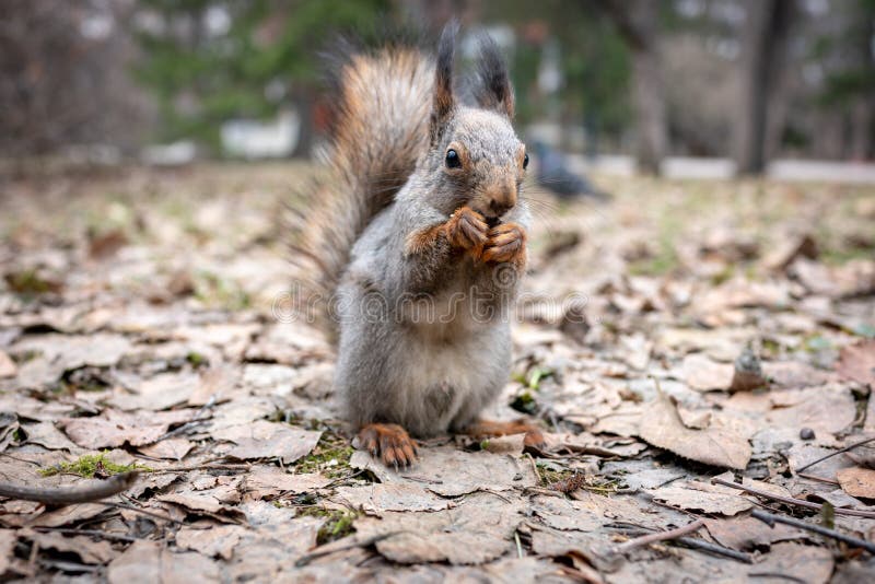 Squirrel Eats Nuts on Fallen Leaves in Autumn Stock Image - Image of ...