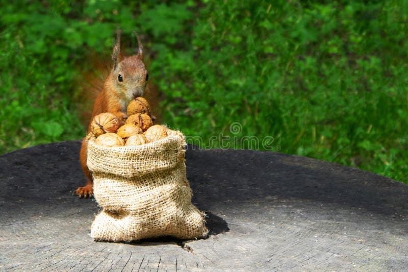 Hoarding Nuts Squirrel Stock Photos - Free & Royalty-Free Stock Photos ...