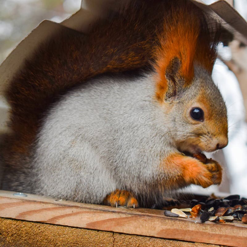 Squirrel Eats Nuts. Squirrel in the Feeder. Stock Image - Image of busy, determined: 202522787