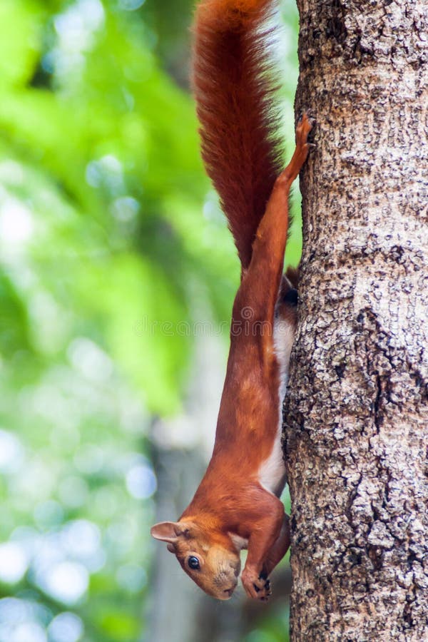 Squirrel stock image. Image of rodent, autumn, outdoor - 132106919