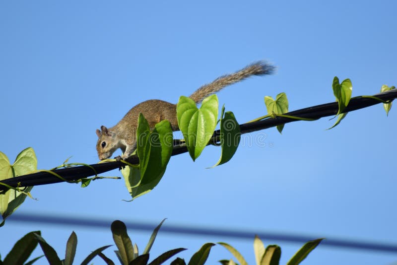Squirrel on wire stock photo. Image of electric, blue - 105819478