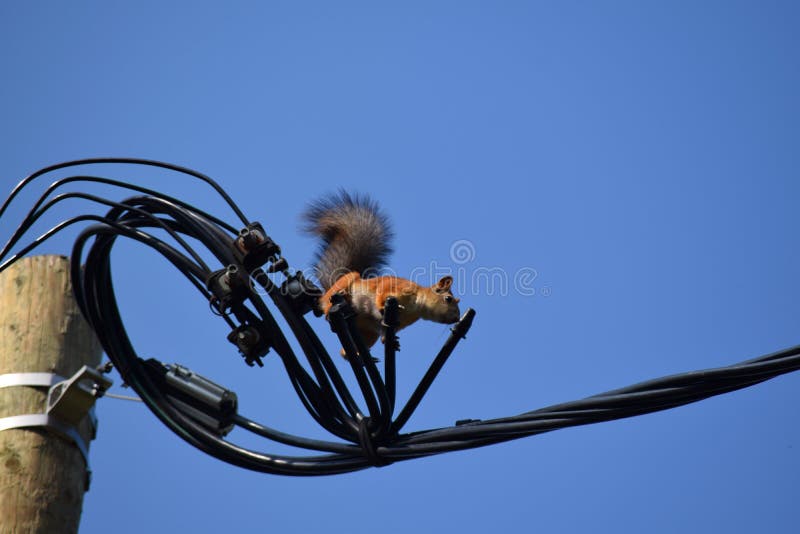 Squirrel on Electric Cables Stock Image - Image of score, running: 31350075