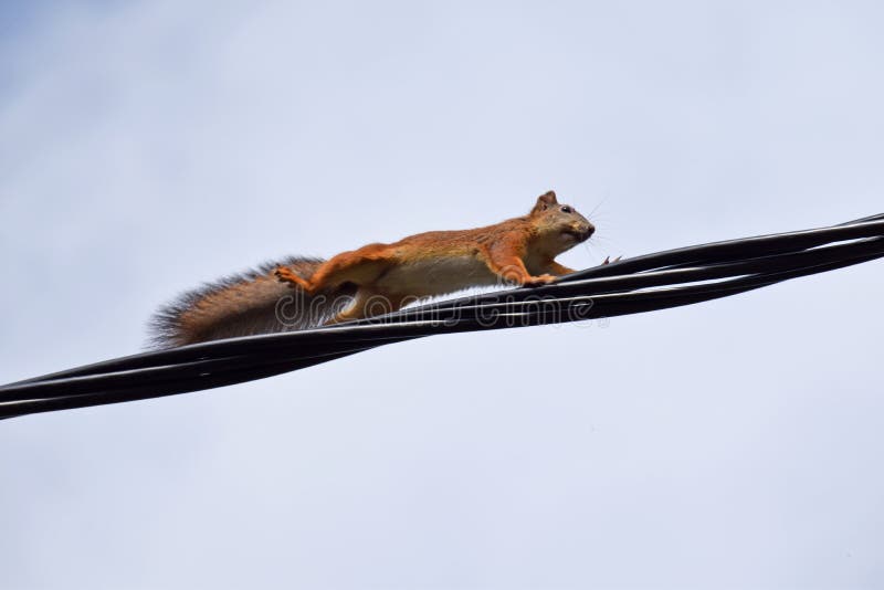 Squirrel On Electric Cables Stock Image - Image of score, running: 31350075