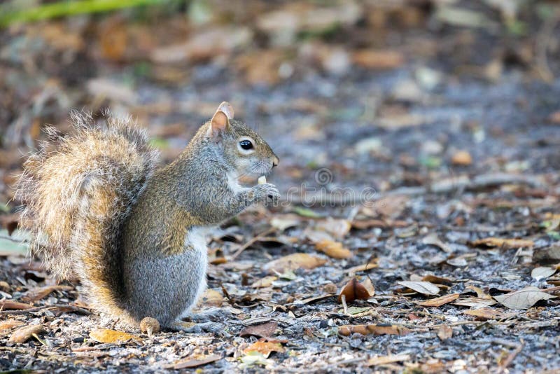 A Squirrel Enjoys a Morning Snack Stock Photo - Image of squirrel ...
