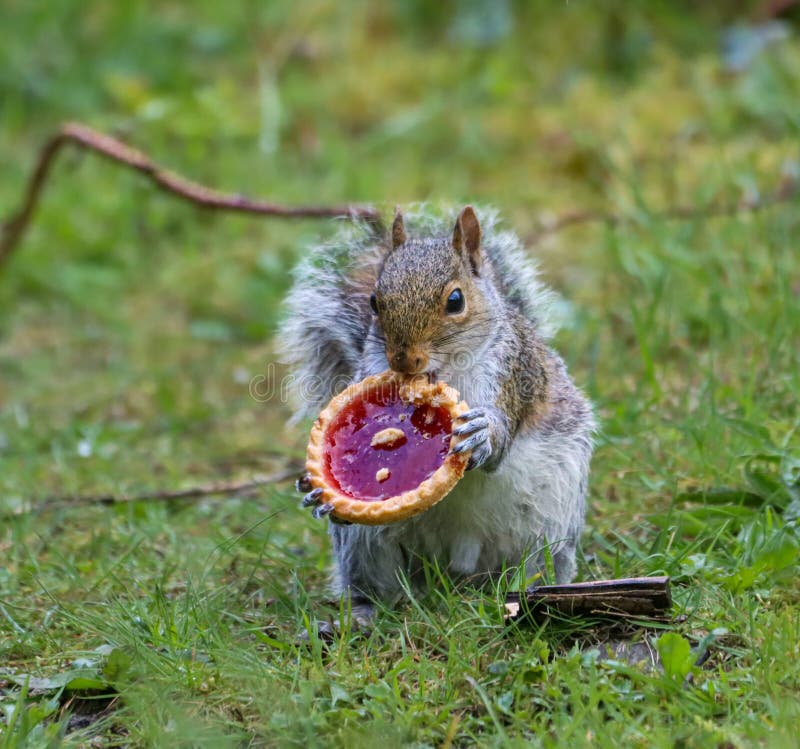 Squirrel Enjoys a Slice of Pie Outdoors in a Park Stock Image - Image ...