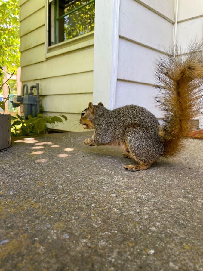Squirrel Escapes Stock Photos - Free & Royalty-Free Stock Photos from ...