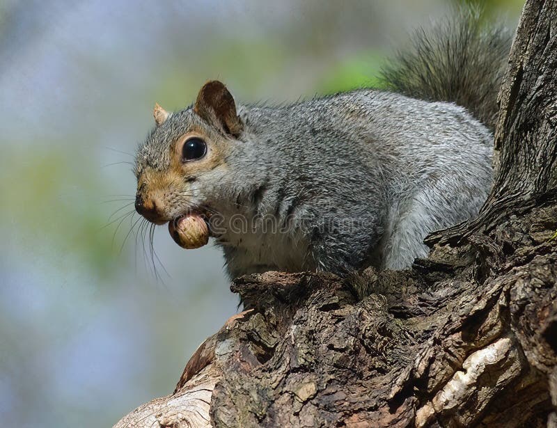 Squirrel Escapes Stock Photos - Free & Royalty-Free Stock Photos from ...