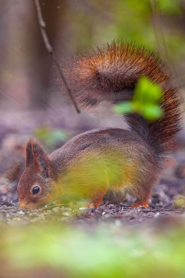 Squirrel Explore Forest in Sweden and Enjoy in Food What Found Stock ...