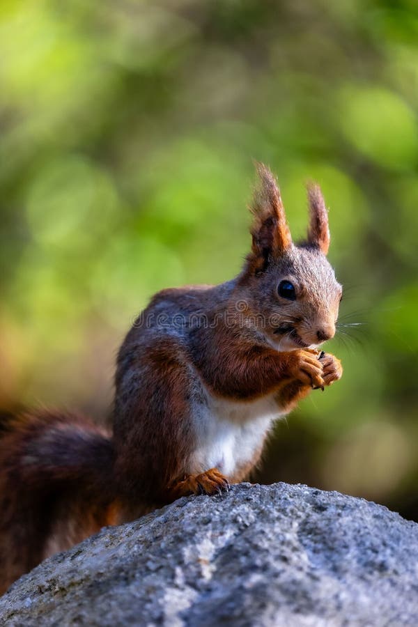 Squirrel Explore Forest in Sweden and Enjoy in Food What Found Stock ...
