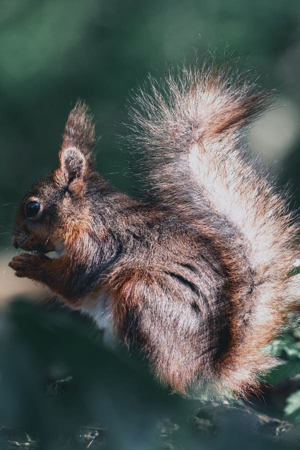 Squirrel Explore Forest in Sweden and Enjoy in Food What Found Stock ...