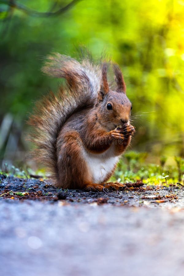 Squirrel Explore Forest in Sweden and Enjoy in Food What Found Stock ...
